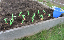 Gardening For Letters - Alphabet For Starters - No Time For Flash Cards
