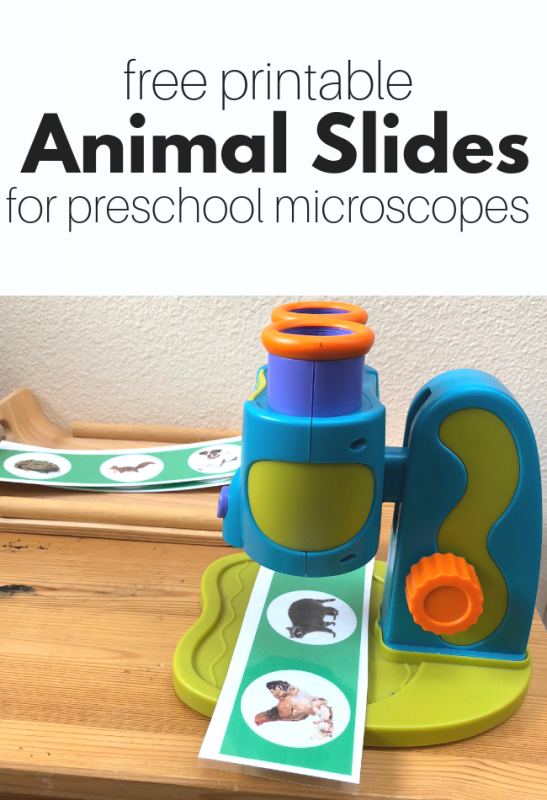 Free Animal Slides for Preschool Microscope - No Time For Flash Cards