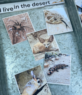 Animal Habitat Sorting Cards & How to Use Them in Preschool - No Time ...