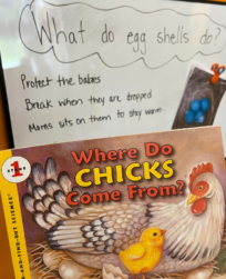 Learning About Eggs at Preschool - No Time For Flash Cards